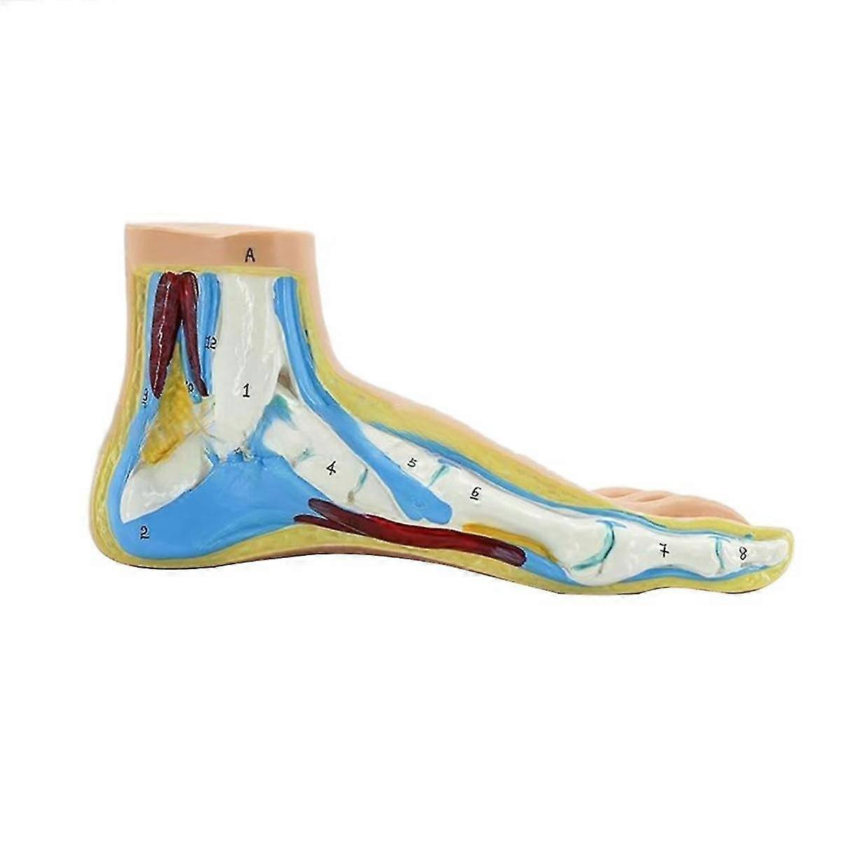 Foot Anatomy Model, Human Anatomy Foot Model, Normal Flat Arched Foot ...