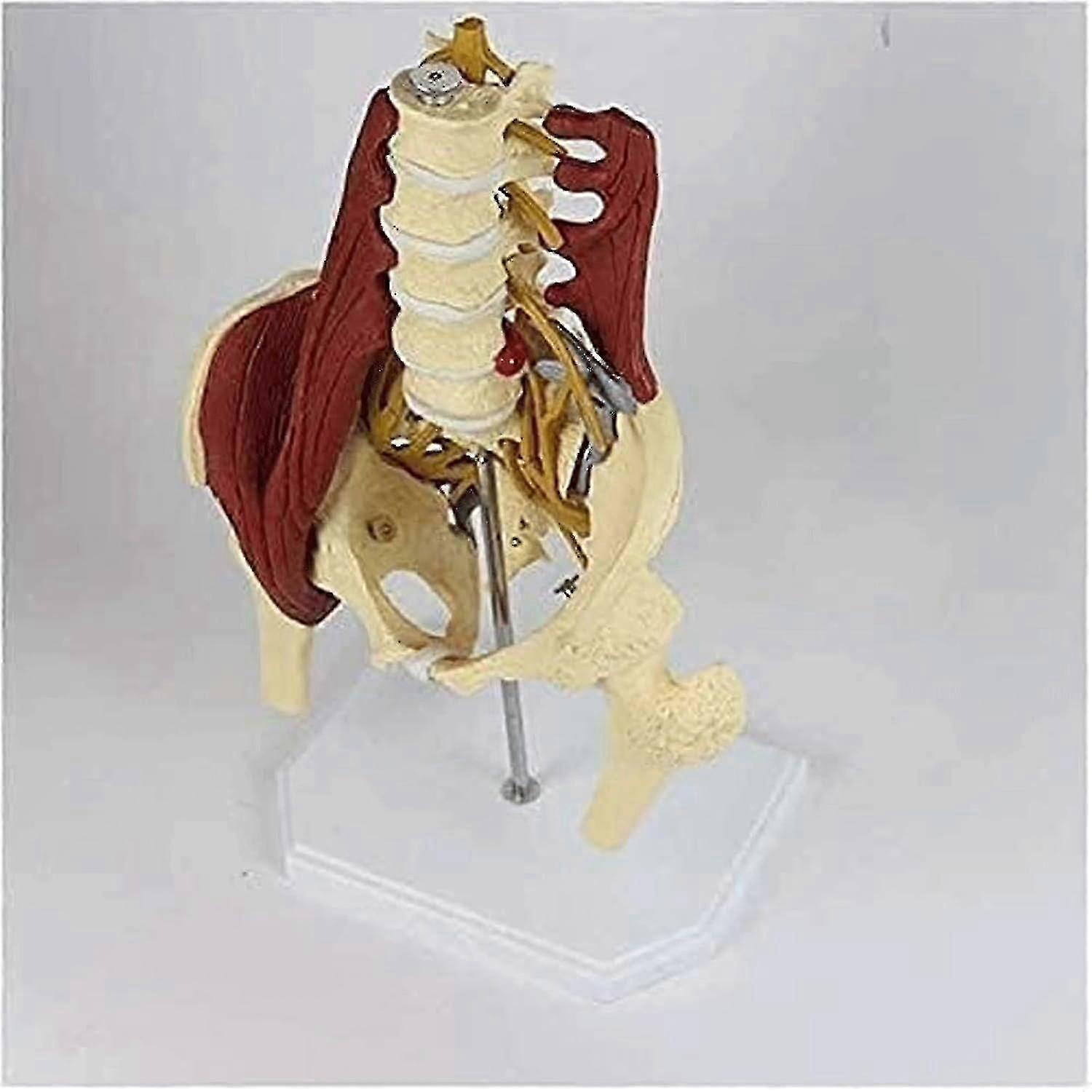 Lumbar Spine Unilateral Muscle Model Adult Life Size Sacrum Skeleton ...