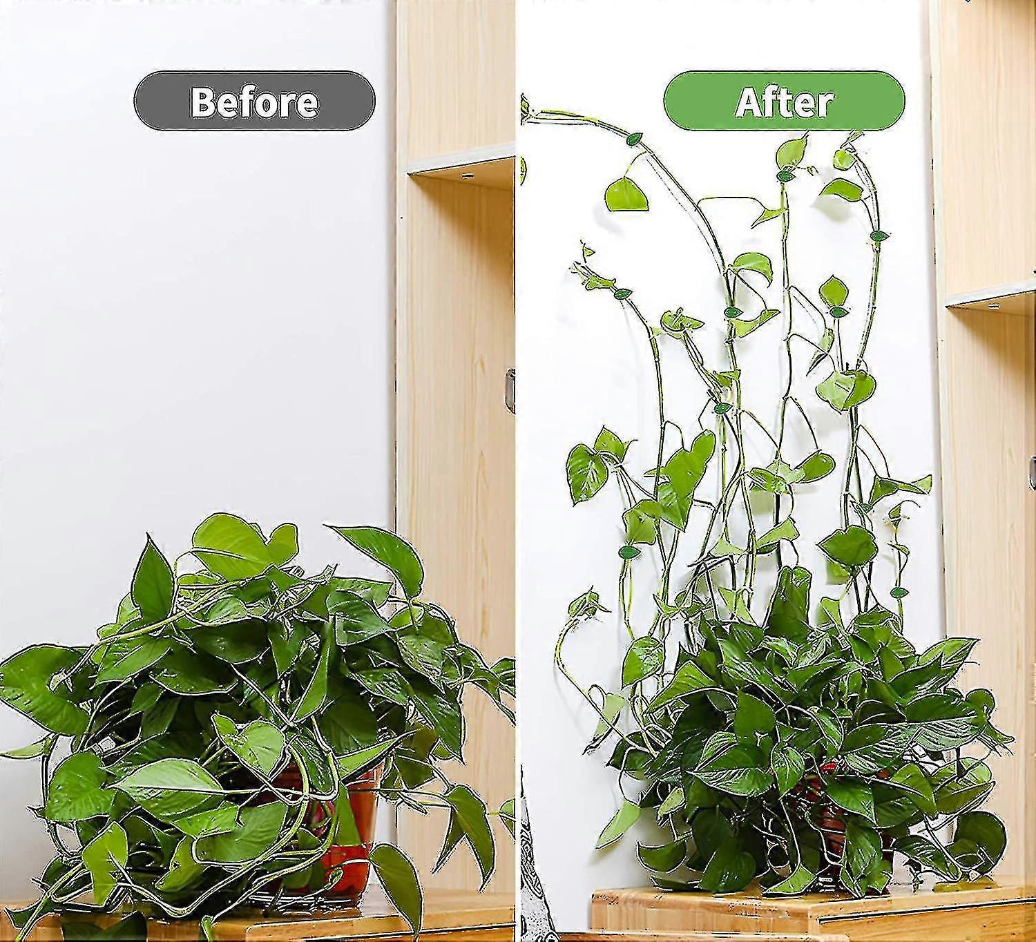 50pcs Plant Climbing Wall Fixture Clips, Invisible Self-adhesive ...