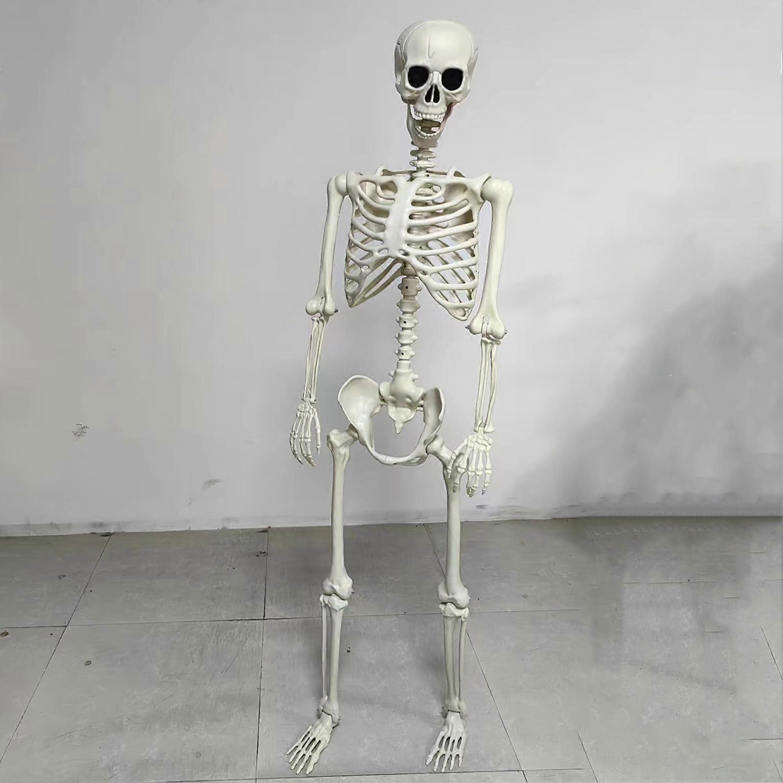 Halloween Skeleton Full Body Posable Joints Realistic Human Skeleton ...