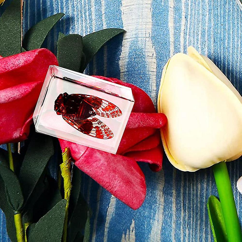 6-pack Insect Resin Specimen Cicada Collection Paperweight Arachnid ...