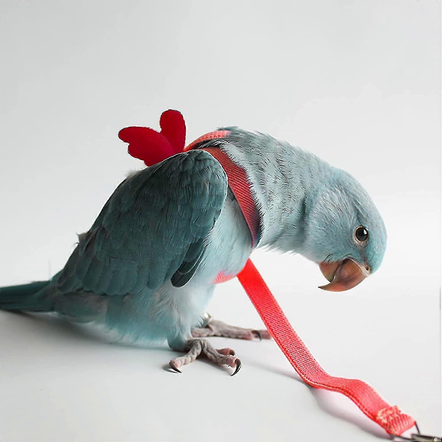 Adjustable Bird Harness With 80 Inch Leash, Outdoor Flying Kit Training ...