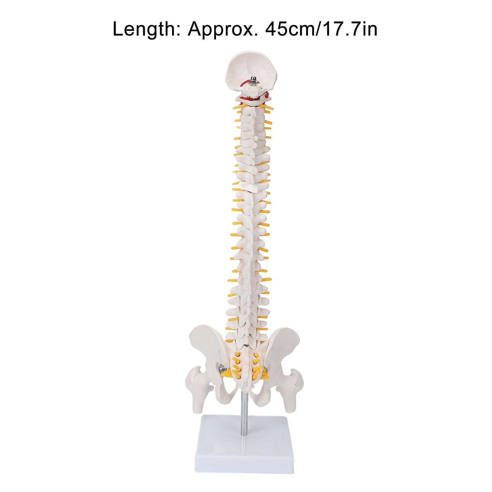 Vertebral Column Model Half Leg Bone Flexible Spine Model Perfect ...