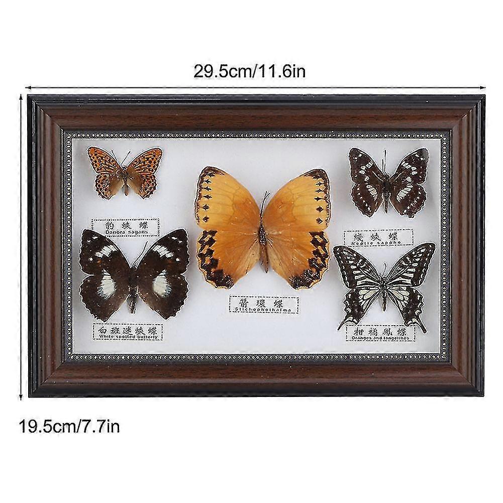 Exquisite Butterflies Insect Specimen Craft Birthday Gift Home Decor ...