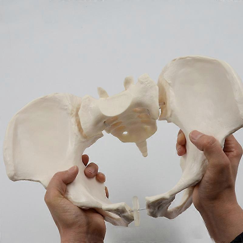 1:1 Movable Pelvis Model Sacrum Hip Bone Female Pelvic Bone Can Bend ...