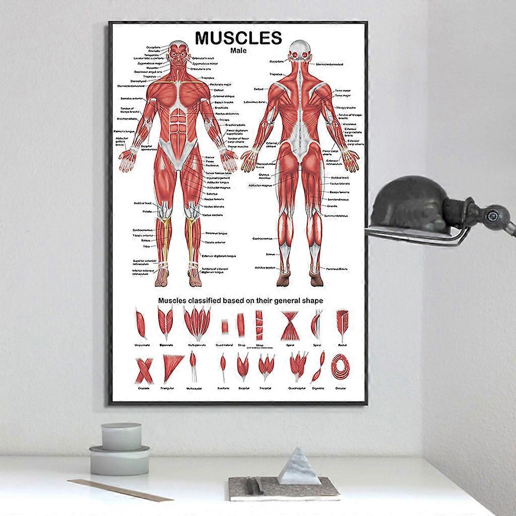 Muscle Anatomy Chart In front/Back Sided Education Use Only for ...
