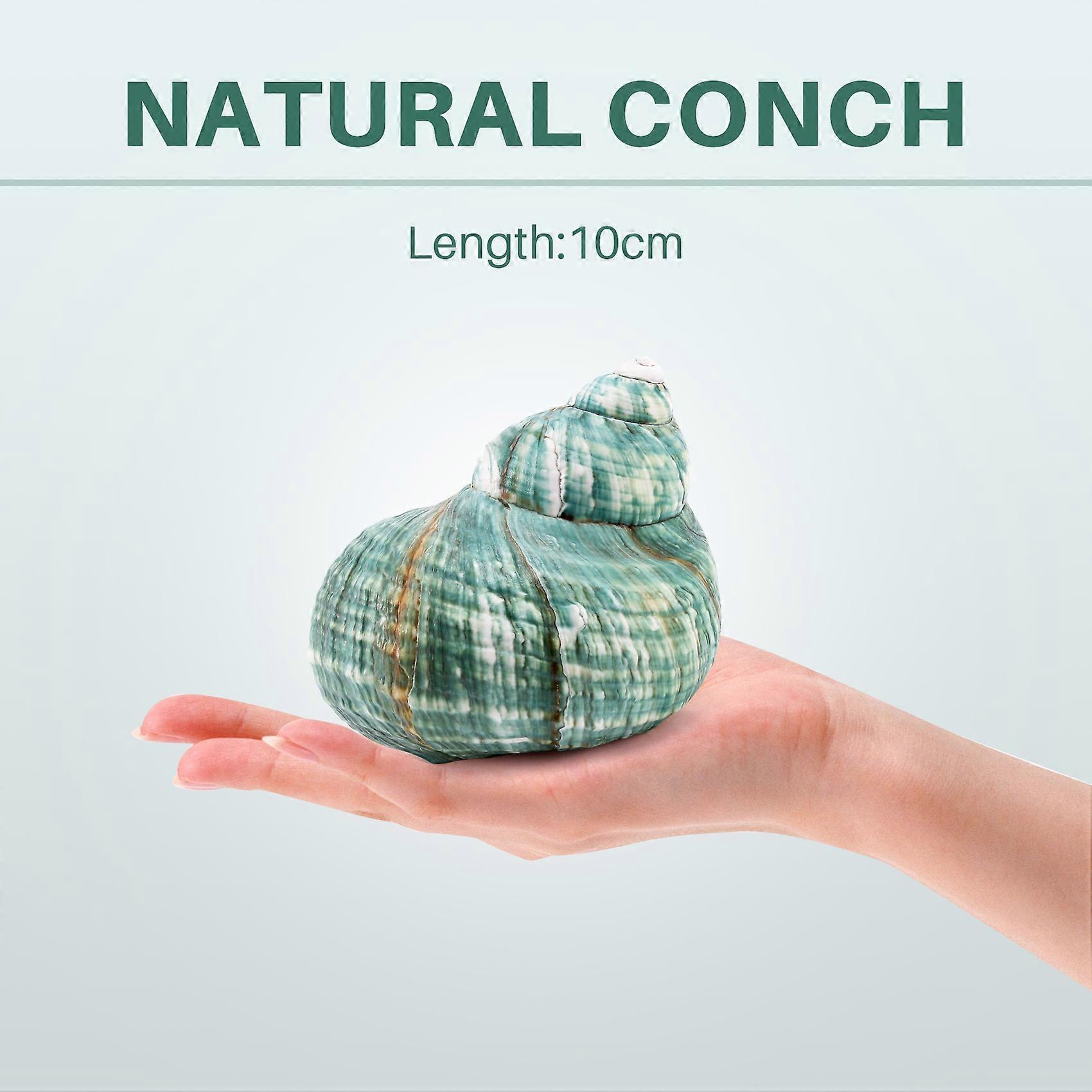 10CM Green Turbo Natural Rare Real Sea Shell Conch Stunning Healing ...