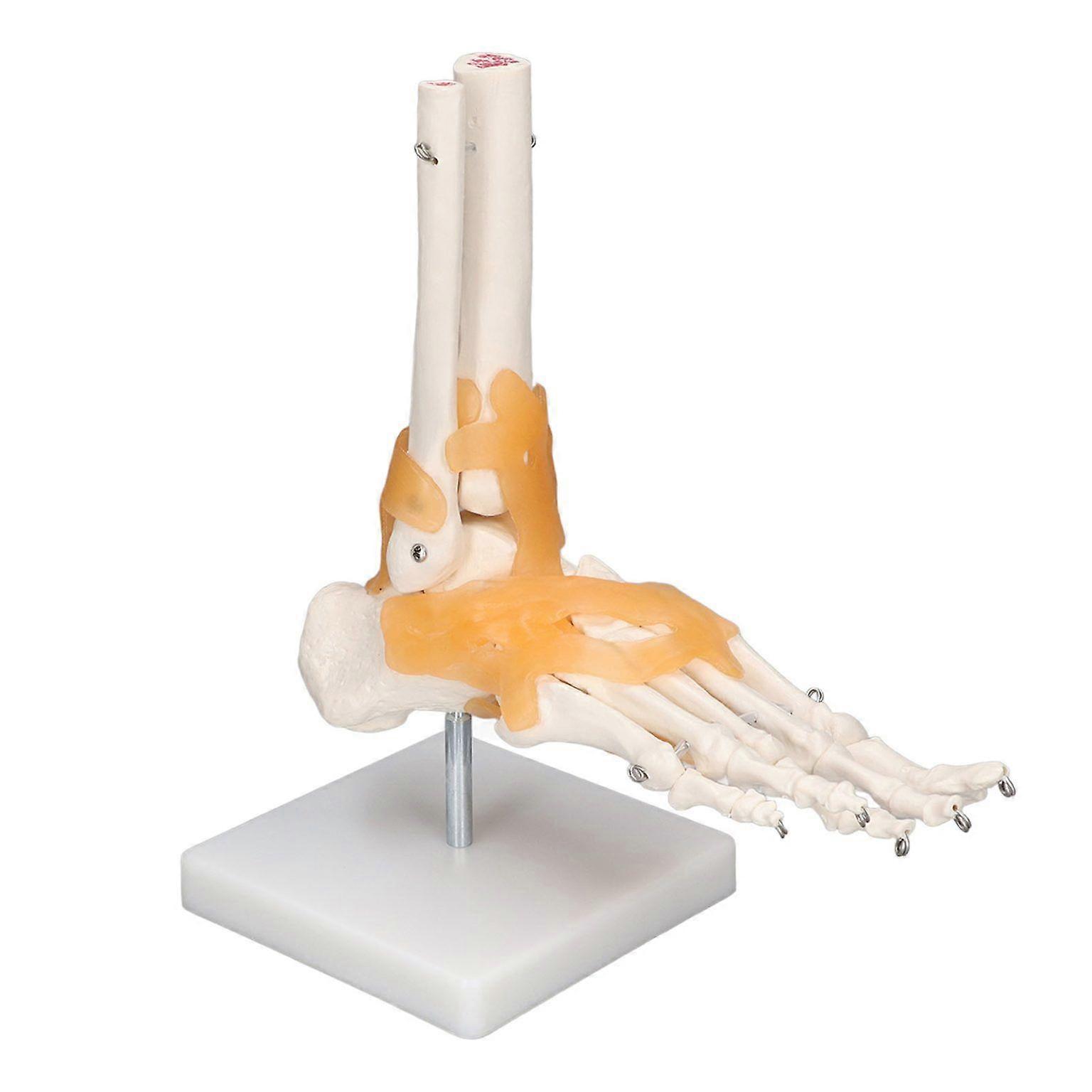 human foot model human foot ankle model anatomical foot model foot ...