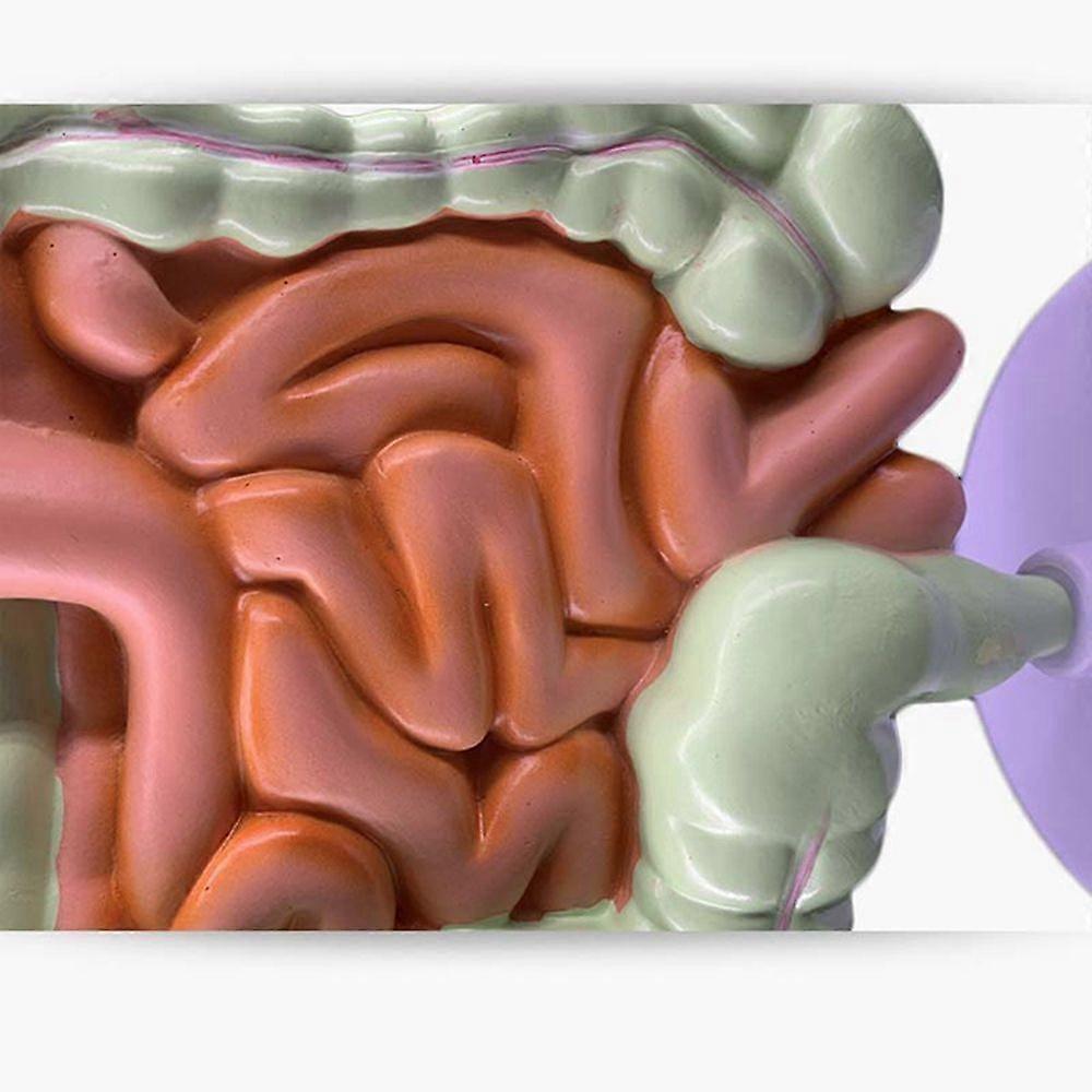 Human Digestive System Model Stomach Anatomy Large Intestine Cecum ...