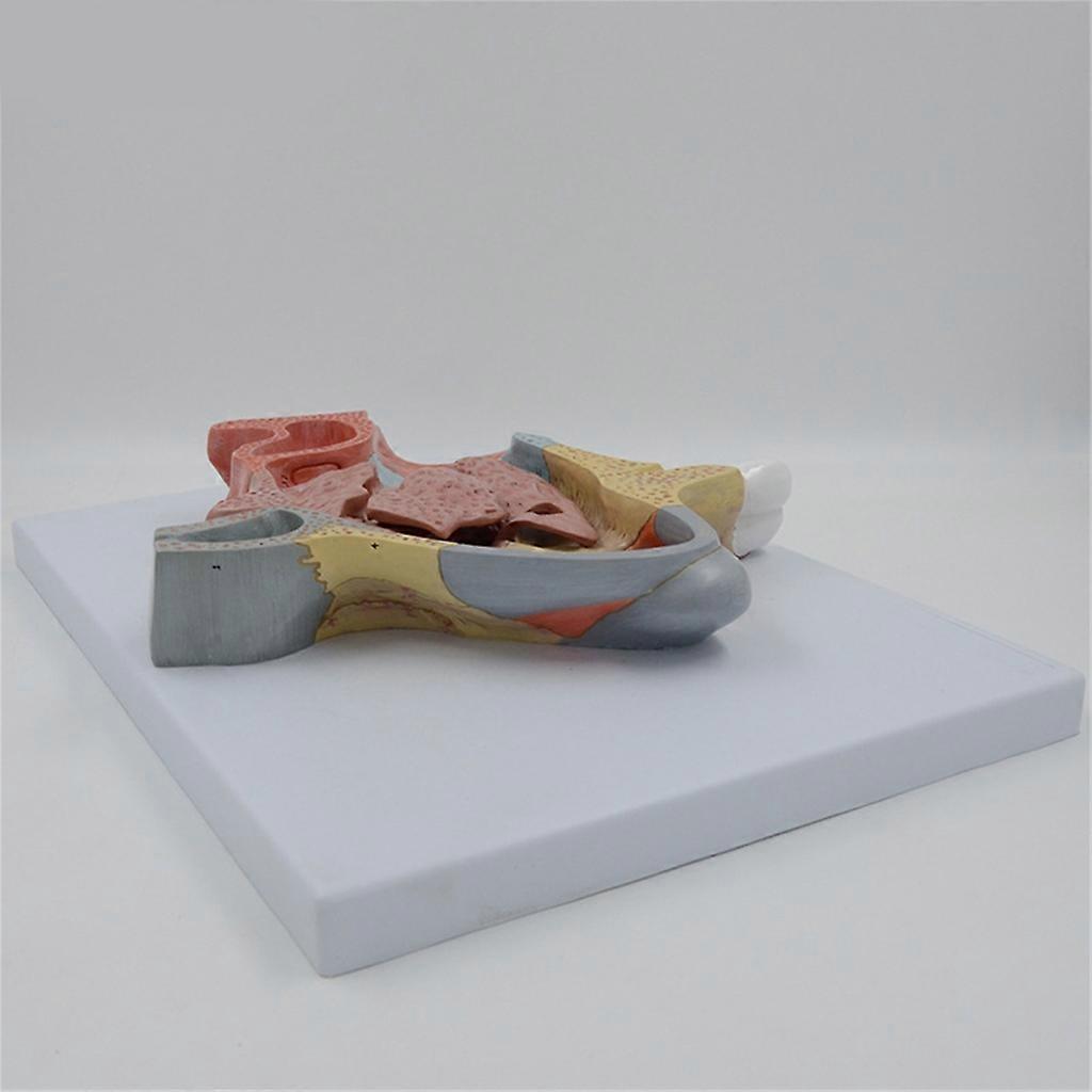 Nasal Cavity Model Nose Anatomical Model Simulation Human Nasal Anatomy ...