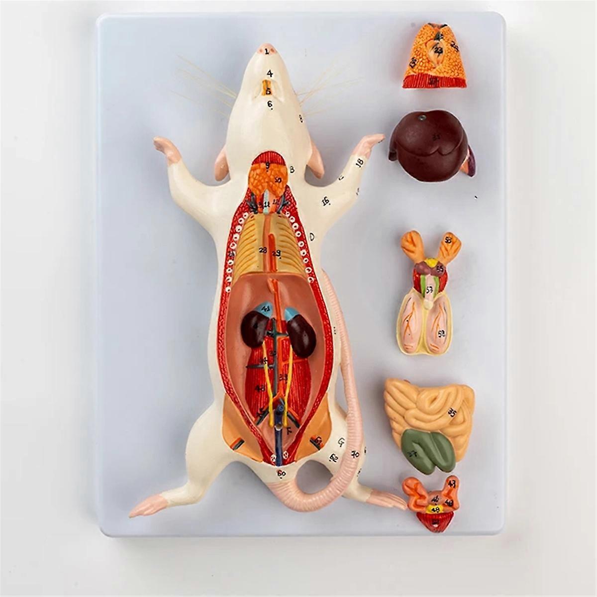 Rat Anatomy Model White Mouse Internal Organ Structure Anatomy | Fruugo UK