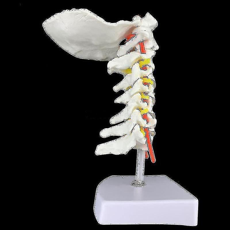 Human Anatomy Model Cervical Spine Model 18 X 13 X 8cm | Fruugo UK