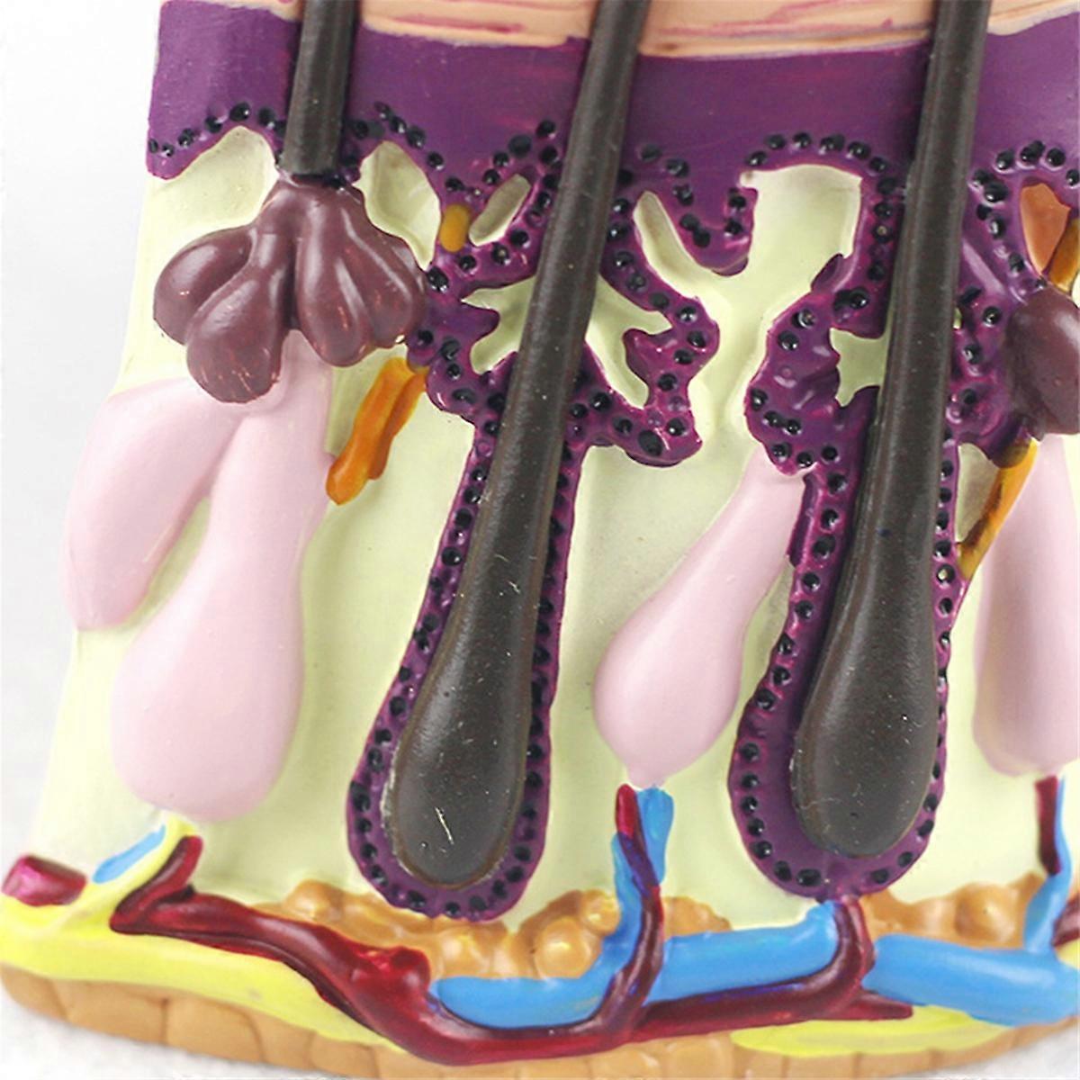 Human Skin Anatomy Model Hair Growth Process Follicle Skin Structure ...