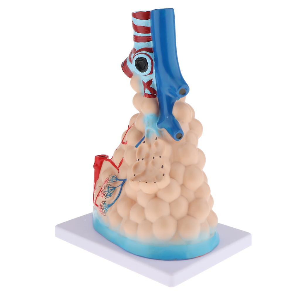 Handmade Lung Alveolar Anatomical Model PVC Anatomy Teaching Tool ...