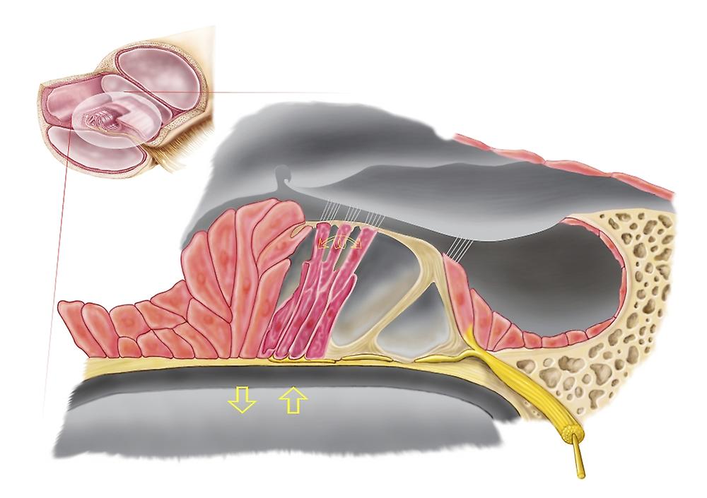 Anatomy of the organ of Corti, part of the cochlea of the inner ear ...