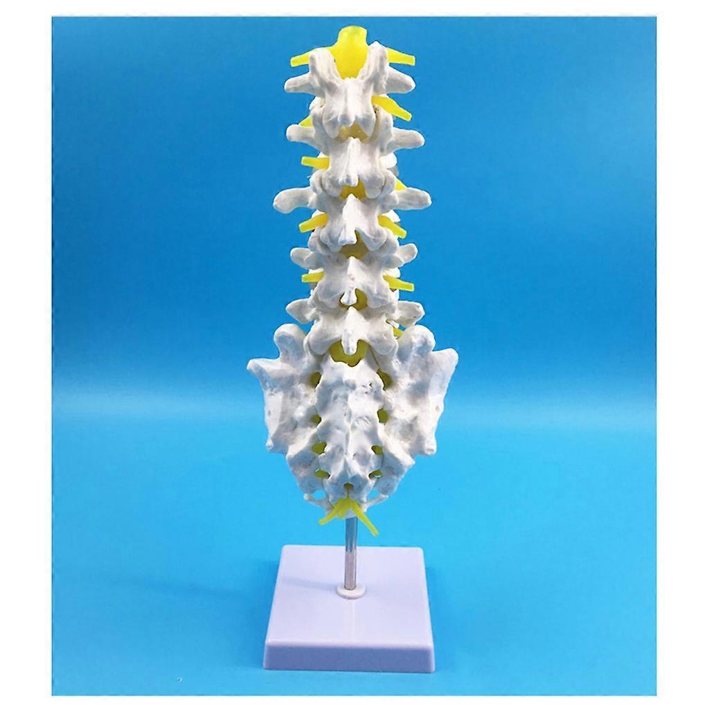 Human Cervical Vertebra Carotid Artery Flexible Spine Model Human ...