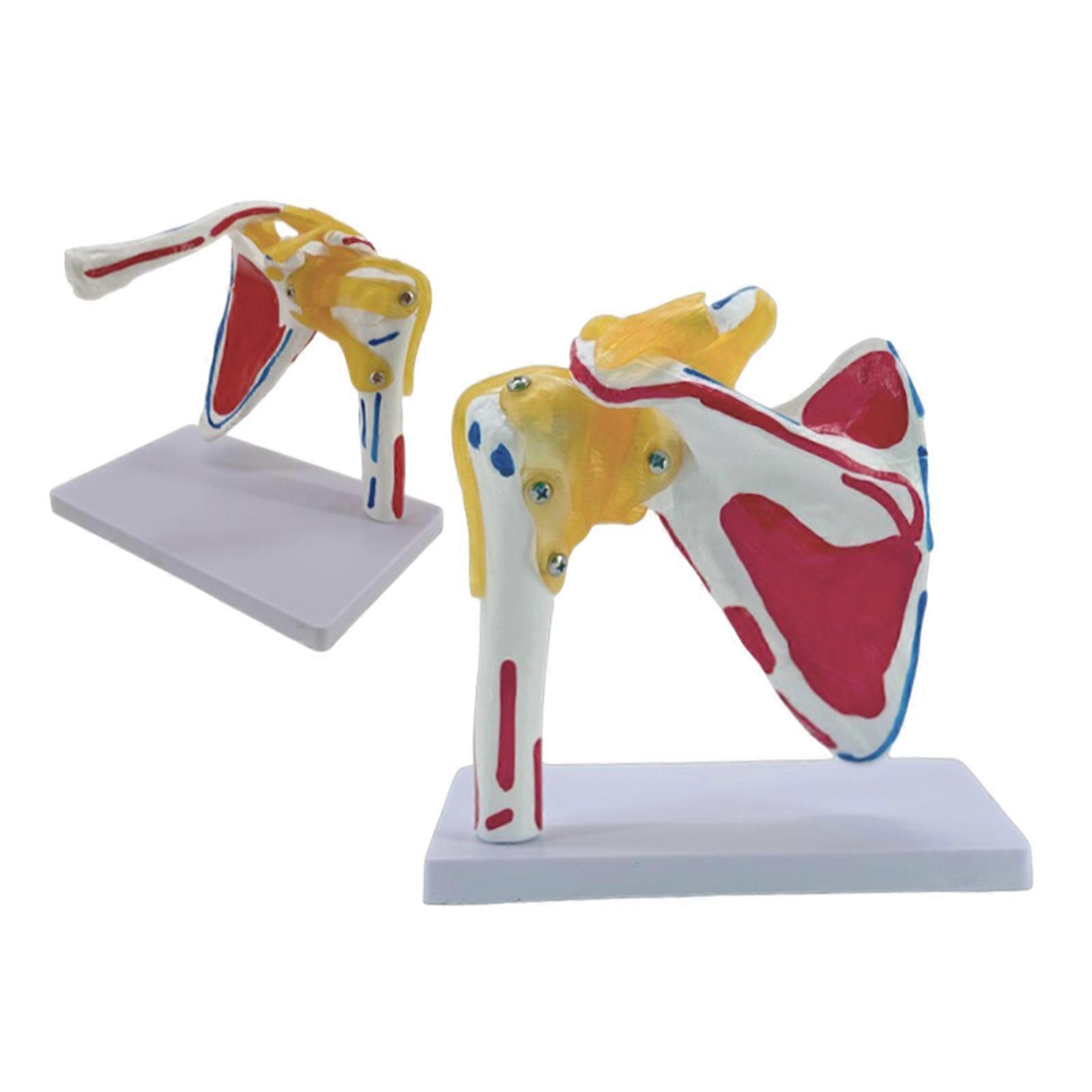 Human Shoulder Joint Anatomy Model with Muscles Nerves Details Shoulder ...