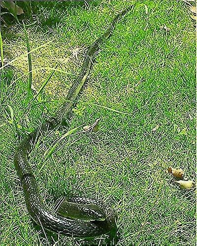 47 Inches Rubber Lifelike Snakes Scary Gag Gift Incredible Creatures ...