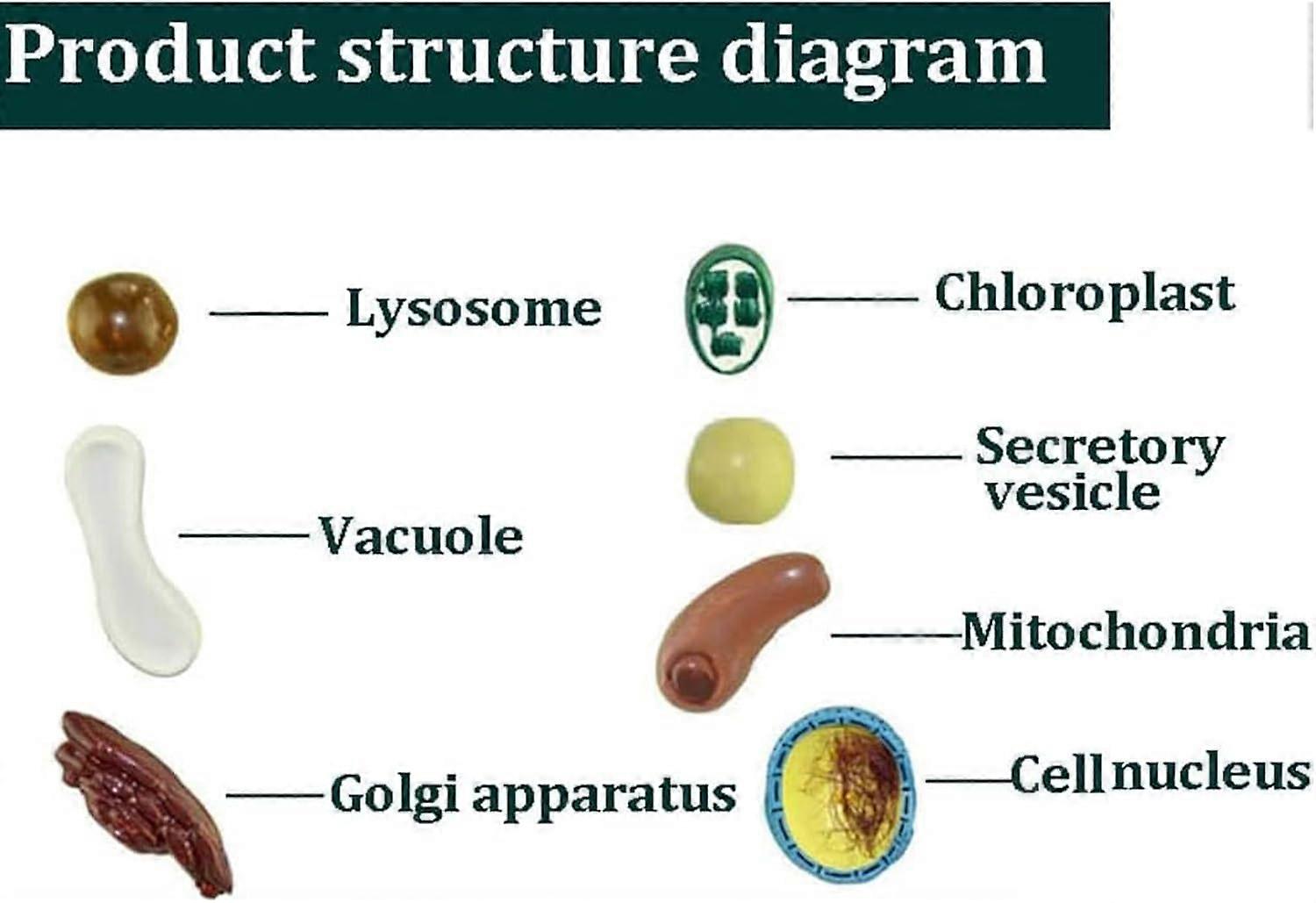 Plant Cell Model, Plant Cell Model, 3D Plant Biology Model, Anatomy ...