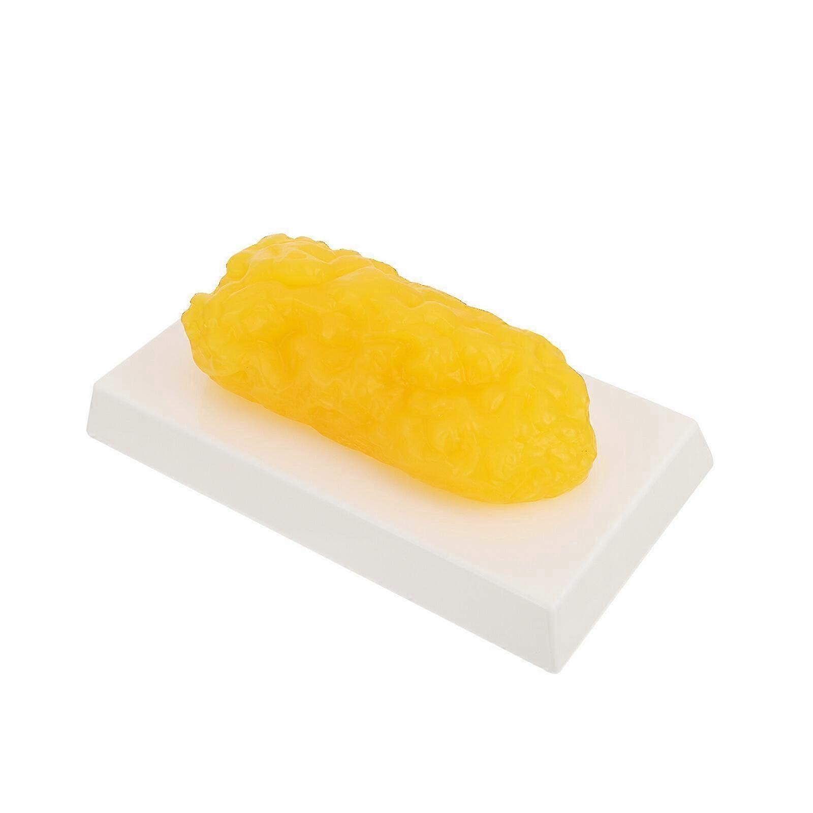 Human Body Fat Replica 1 Pound Fat Model Fat Anatomical Fat Model for ...