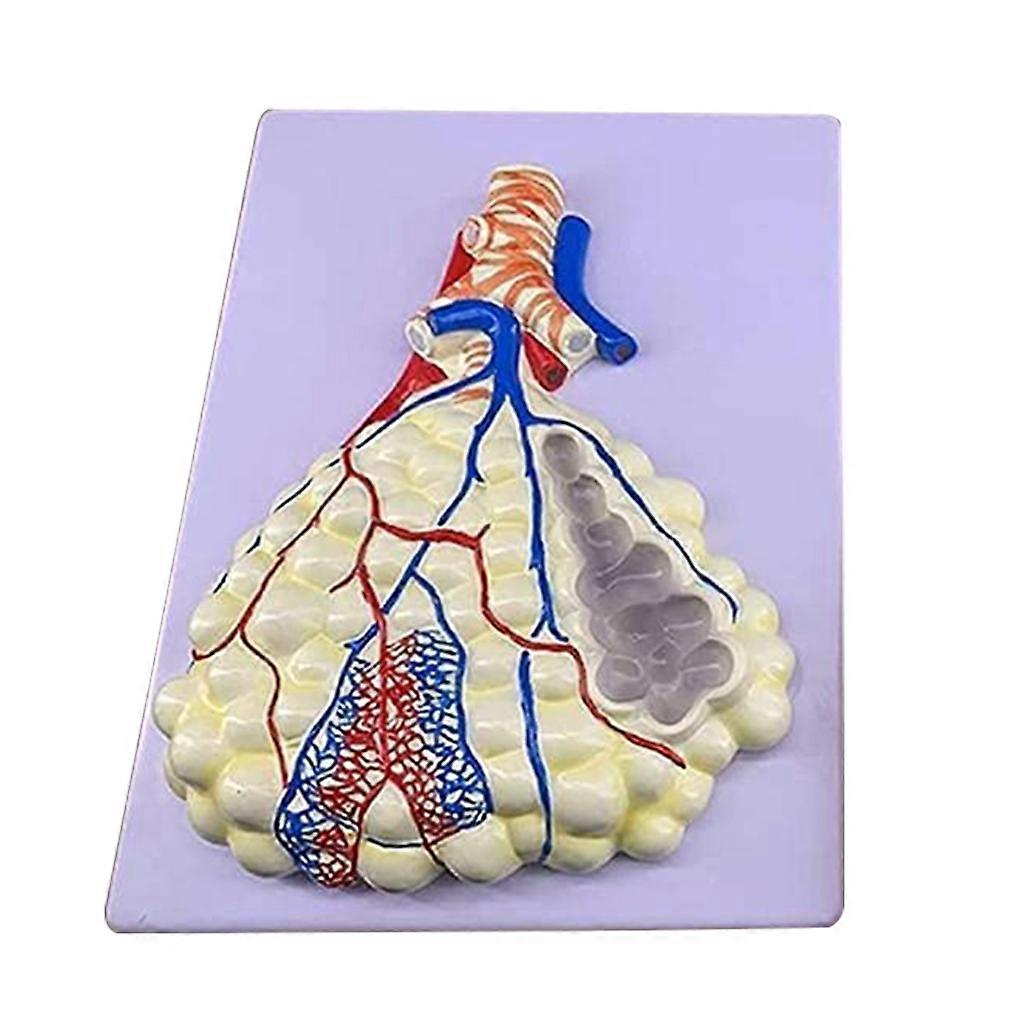 Realistic Human Respiratory System Model Human Bronch Anatomy Model ...