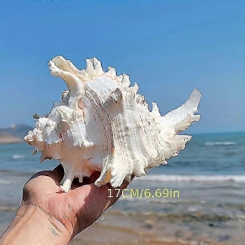 Exquisite Natural Seashells - Ideal Aquarium Decor - Transform Fish ...