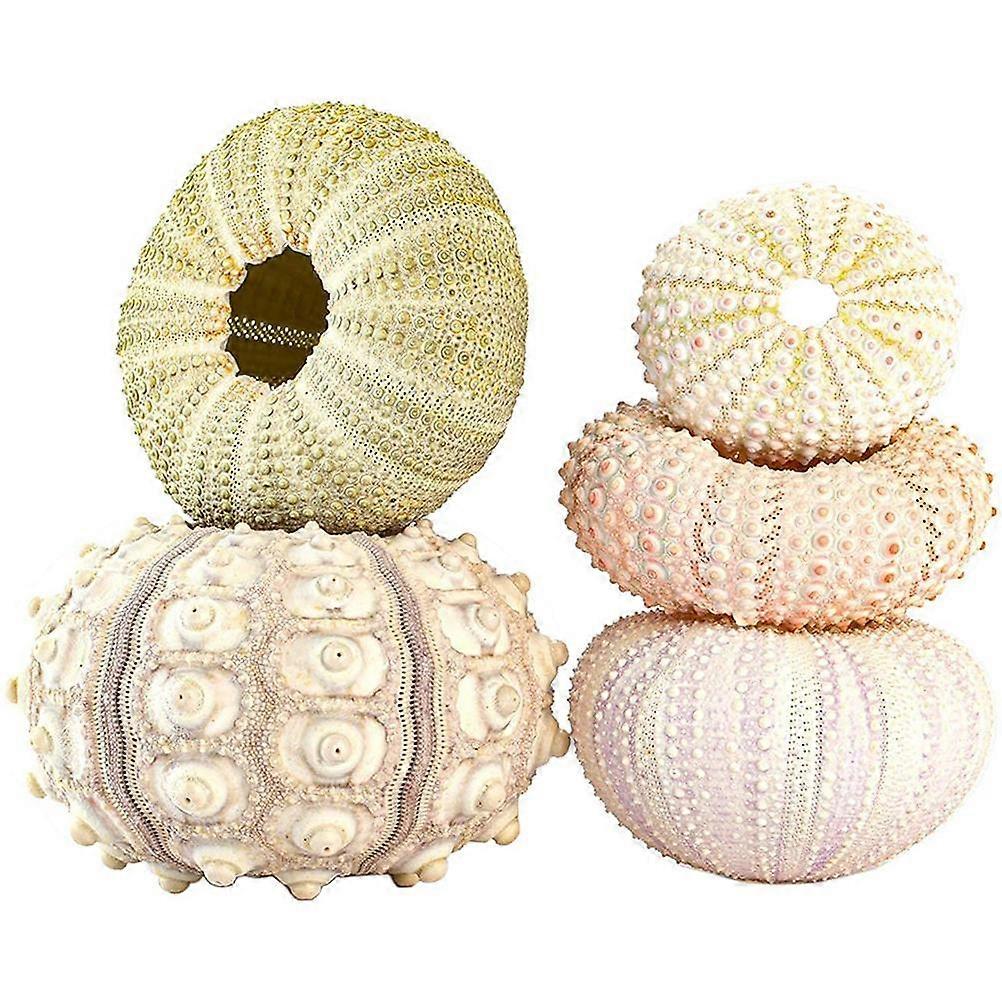Conch Planters Outdoor Indoor Small Plant Pots 5 Pack Natural Conch ...