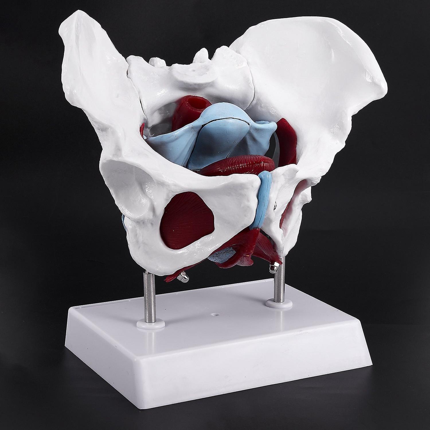 Female Pelvis And Reproductive Organs Model Female Bladder Pelvic Floor ...