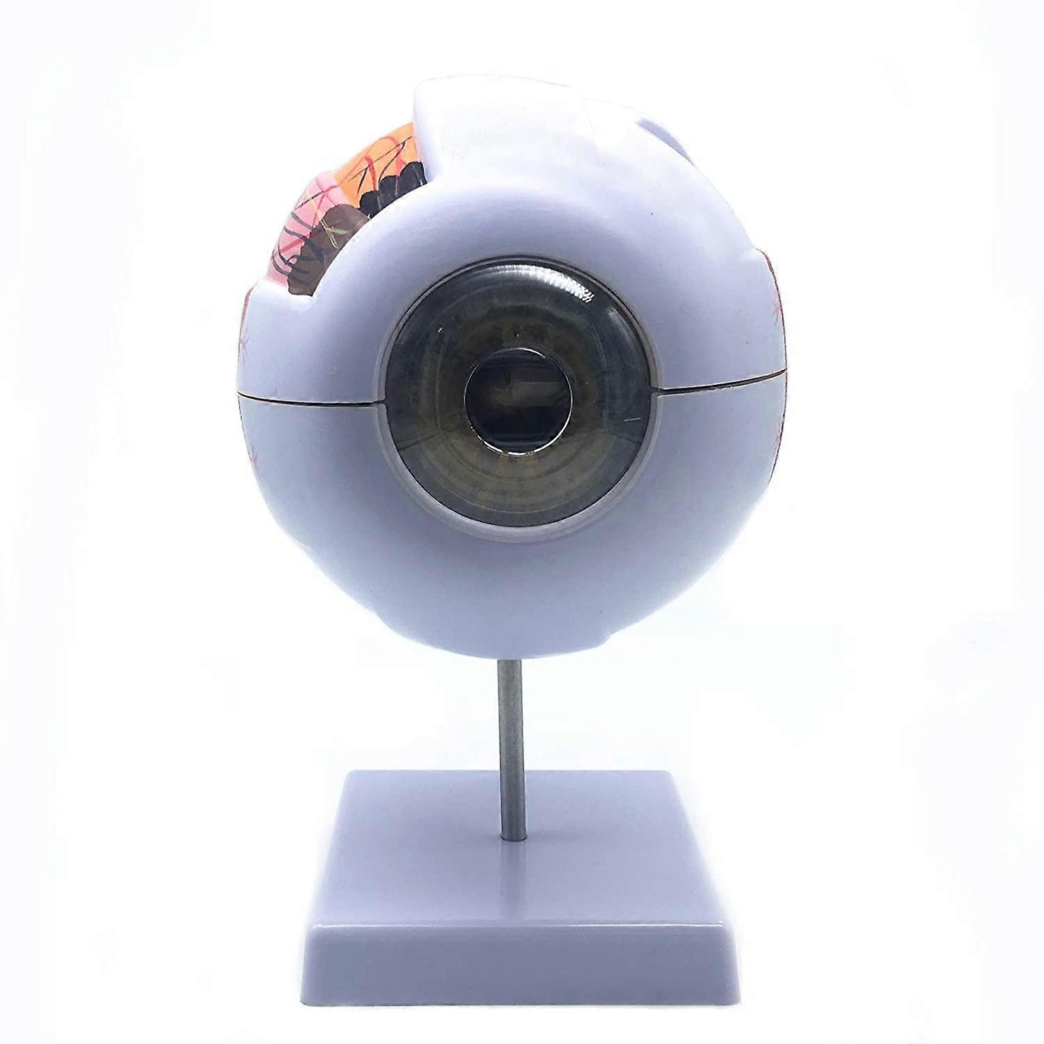 6X Enlarged Human Eye Anatomical Model,Anatomically Accurate Eye Model ...