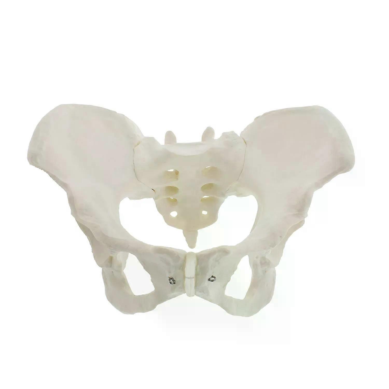 Life Size Female Pelvis Model Hip Model - Female Anatomy Model Hip Bone ...