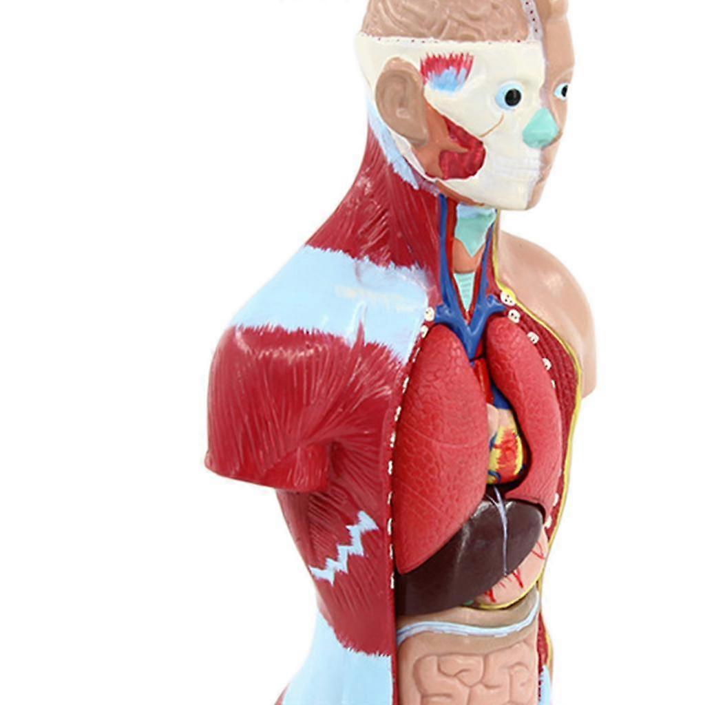 Human Anatomy Visceral Model Torso Anatomy Model Removable Educational ...