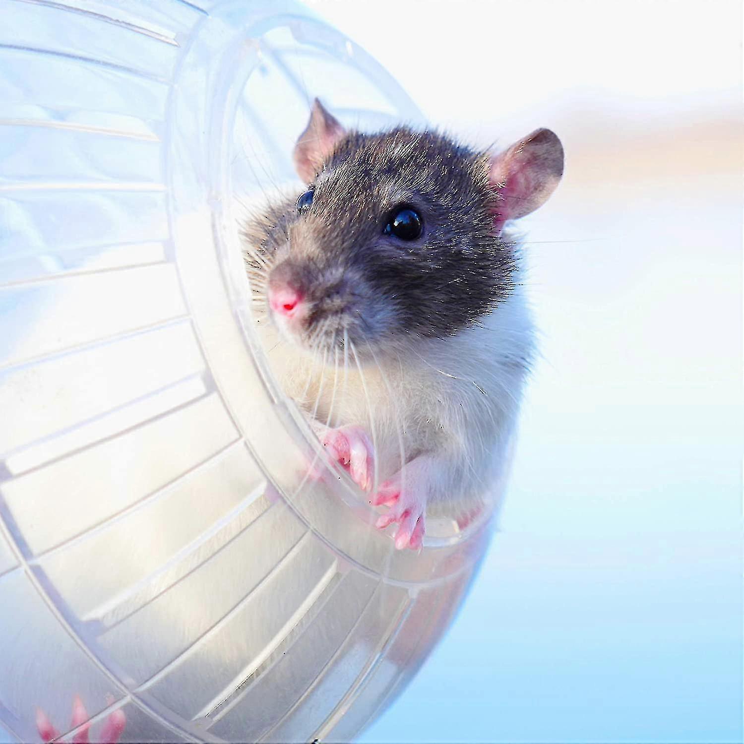Hamster Ball, Running Ball For Hamsters & Mice, Exercise, Rodent Toy ...