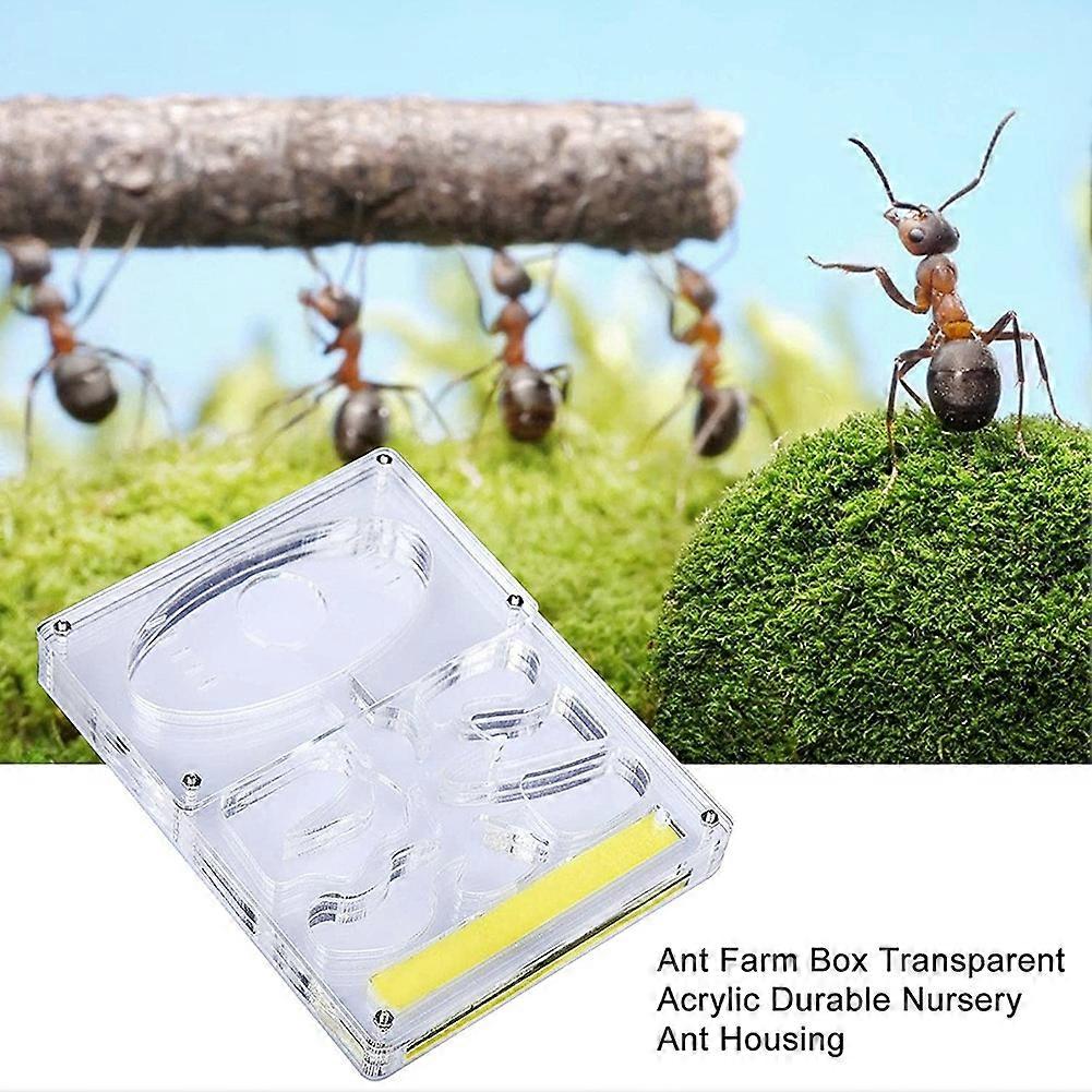 Acrylic Ant Breeding Box, Ant Farm, Insect Nest, Farm Feeding Box ...