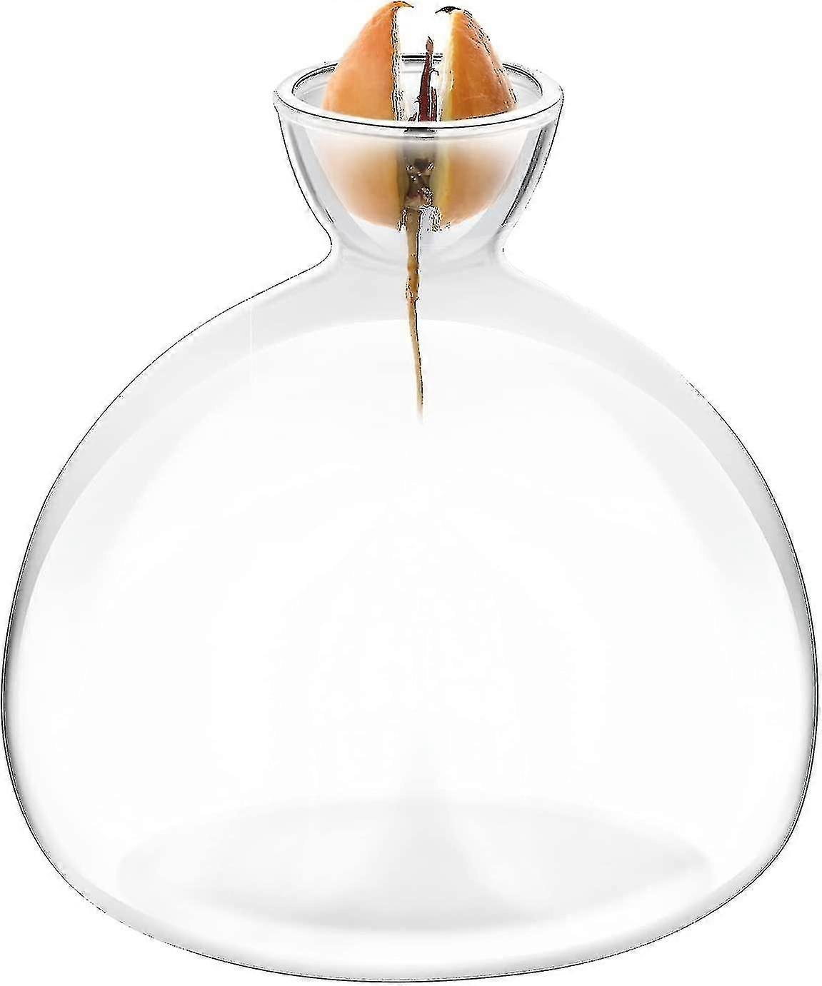 Avokado Seed Starter Planter Vase Pot Avokado Tree Growing Kit Glas ...