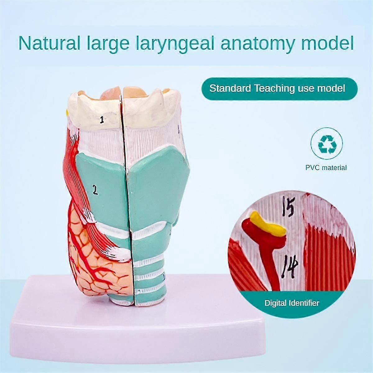Human Throat Model, Anatomically Accurate Throat Model, Anatomy ...