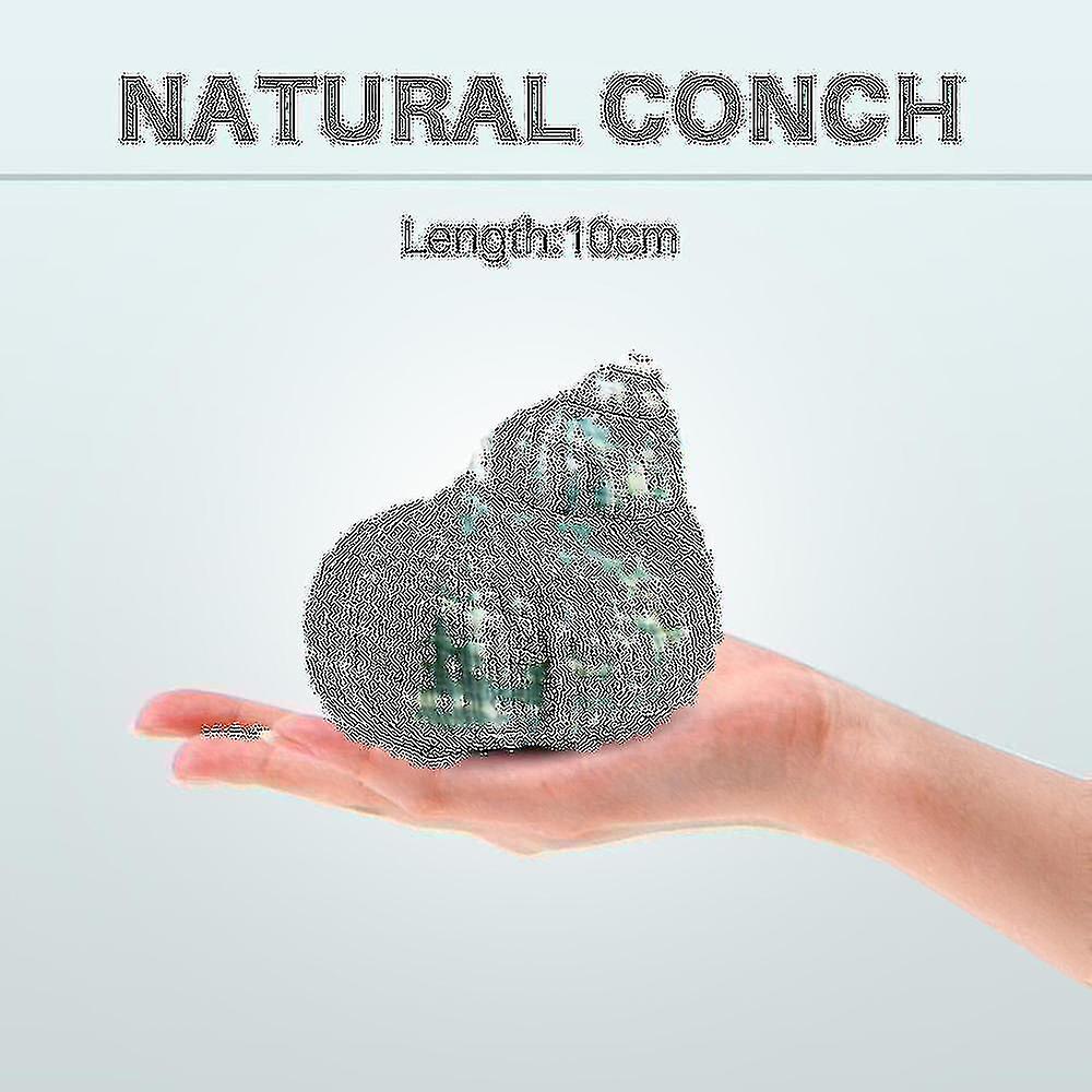 10cm Green Turbo Natural Rare Real Sea Shell Conch Stunning Healing ...