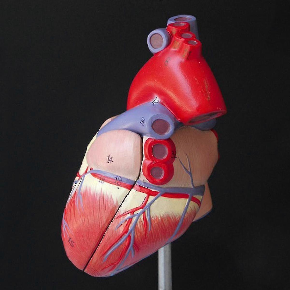 Life Size Human Heart Model Anatomical Cardiac Model Learning Lab ...