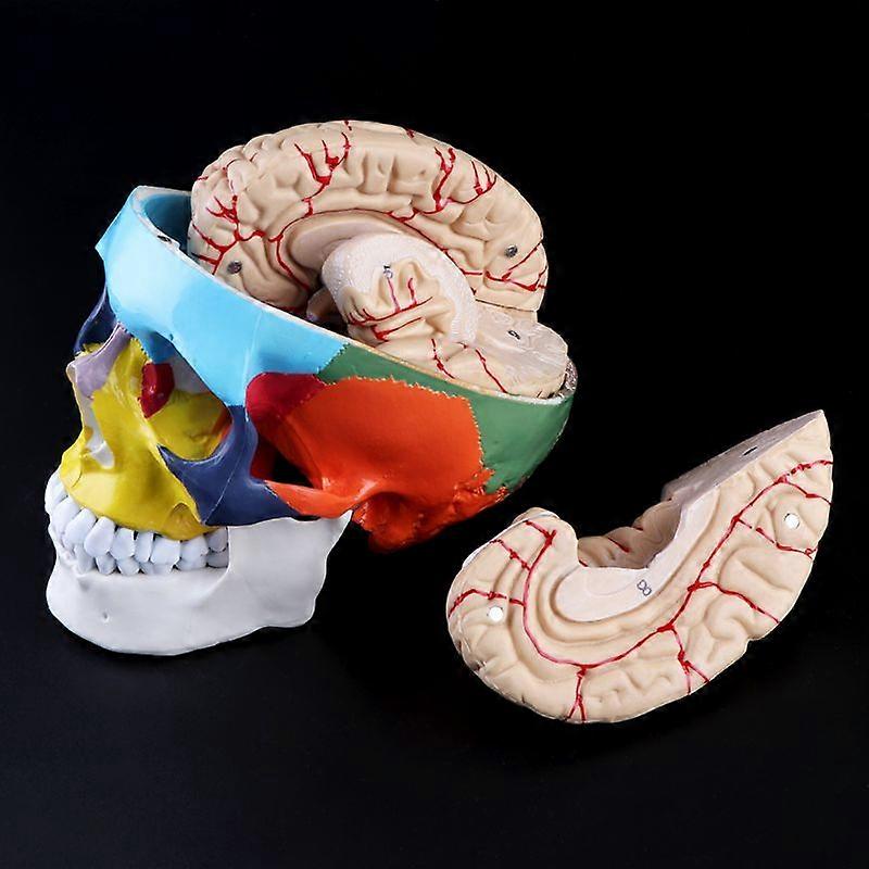 1:1 Scale Colorful Human Skull Skeleton Adult Head Model with Brain ...