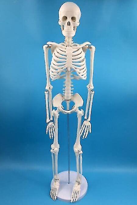 Human Skeleton Skeleton Model Adult Skeleton Spinal Disc Joint Medical ...