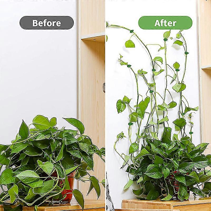 50PCS Garden Plant Clips,Plants Climbing Wall Support Snap Fixture ...
