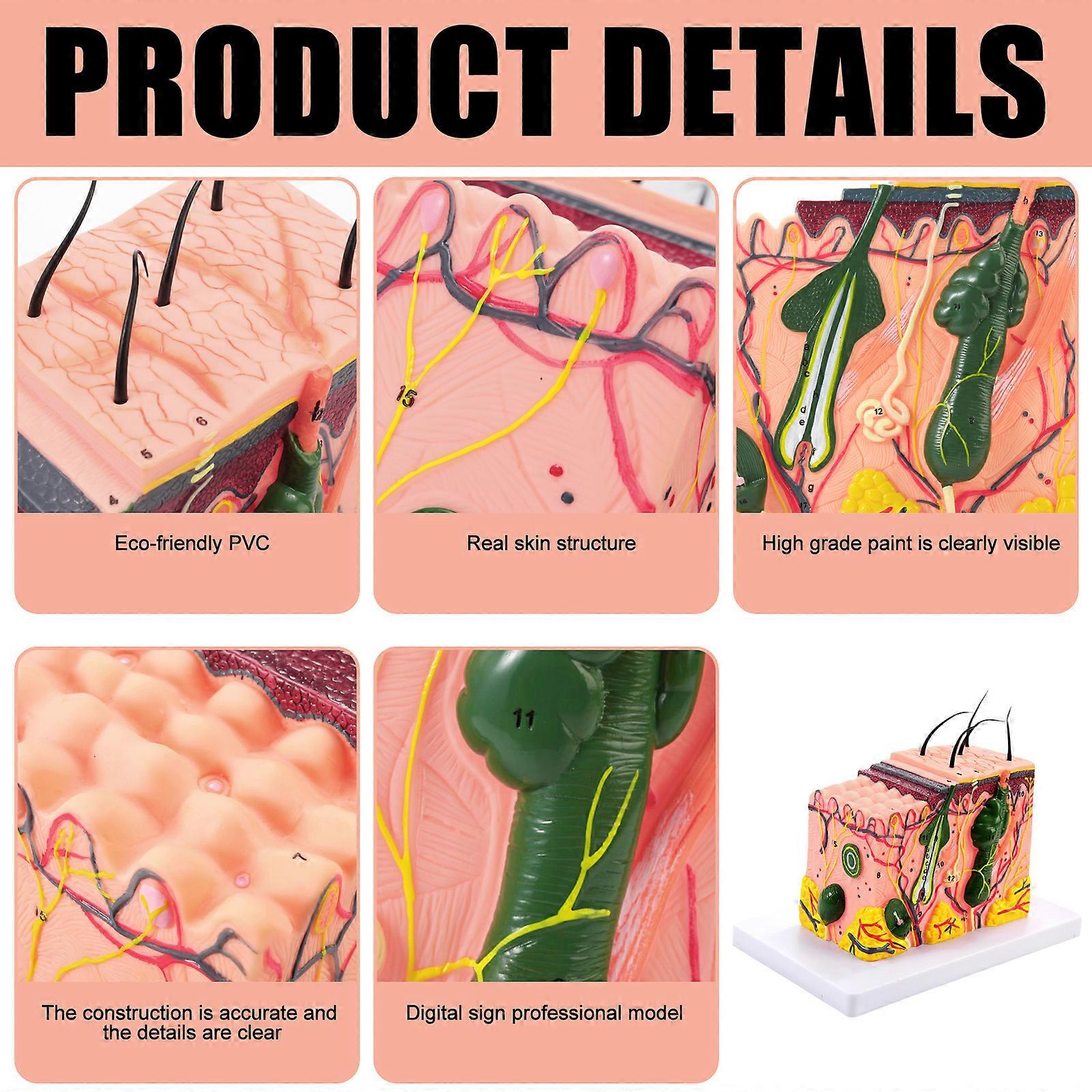 Skin Model 35/50/70/85X Skin Anatomical Model Human Skin Structure ...