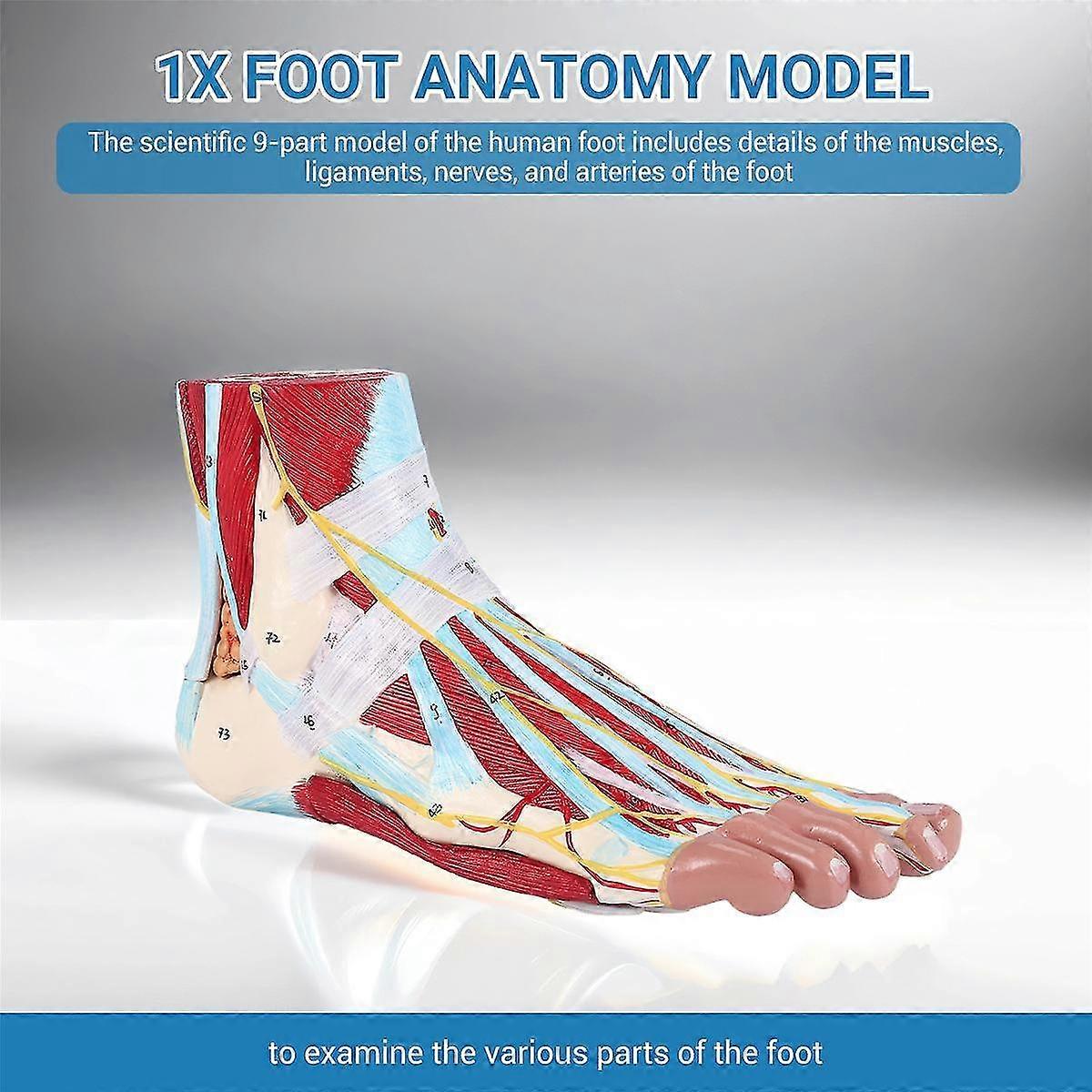 Foot Anatomy Model 9 Parts, Foot Joints, Including Bone, Muscles ...