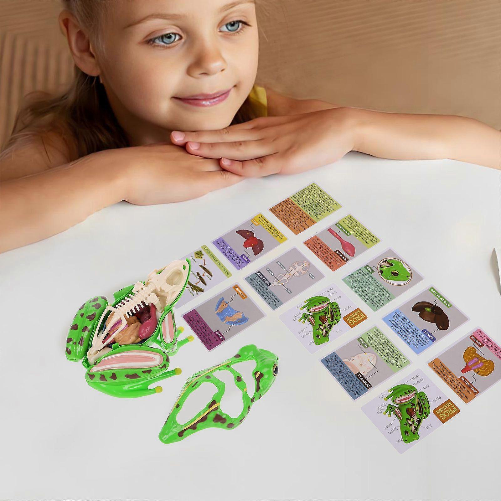 Vision Frog Anatomy Model for Kids 4D Detachable Frog Organs for STEM Learning and Biology Class ...