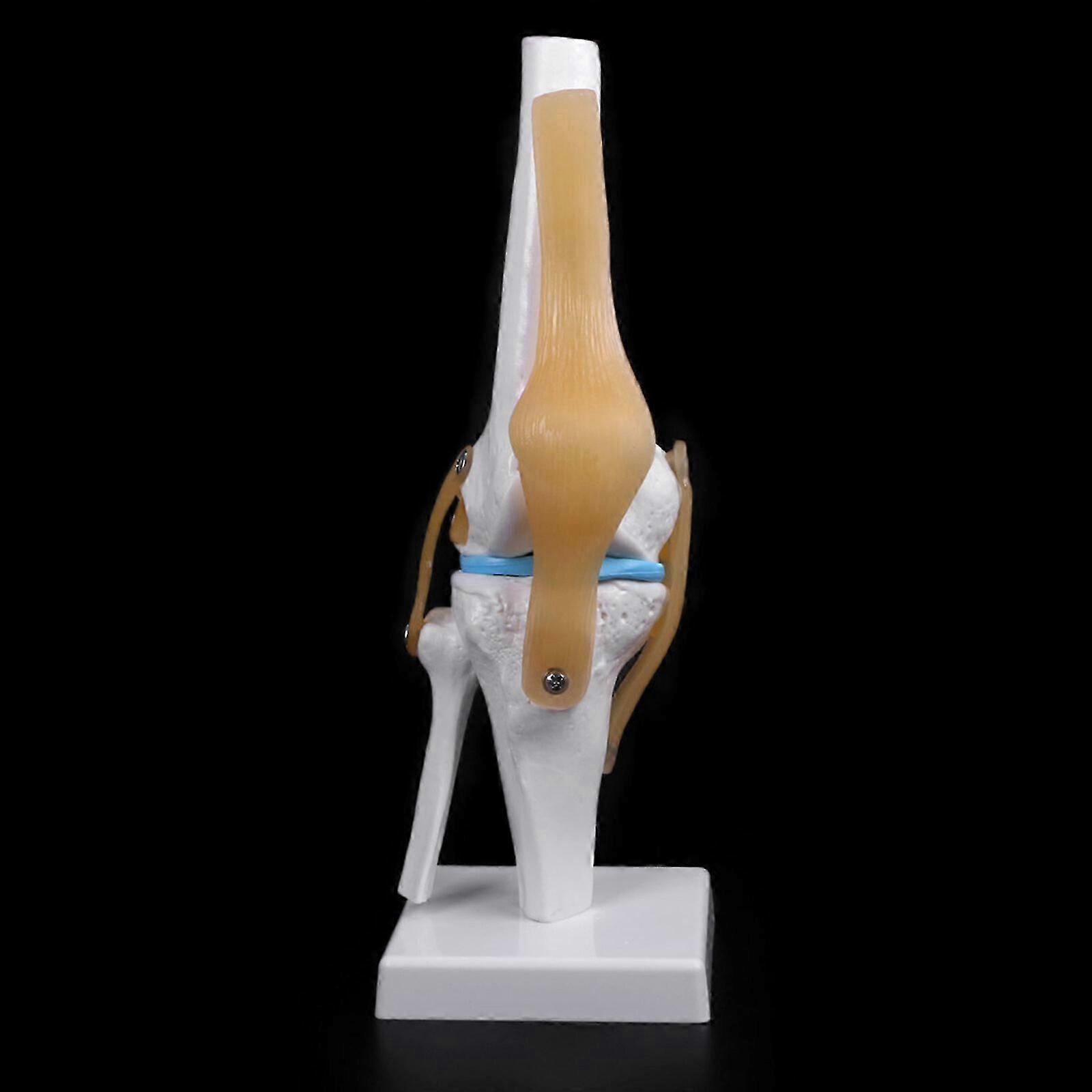 Knee Joint Model, Flexible Knee Model With Ligaments & Stand, Life Size ...