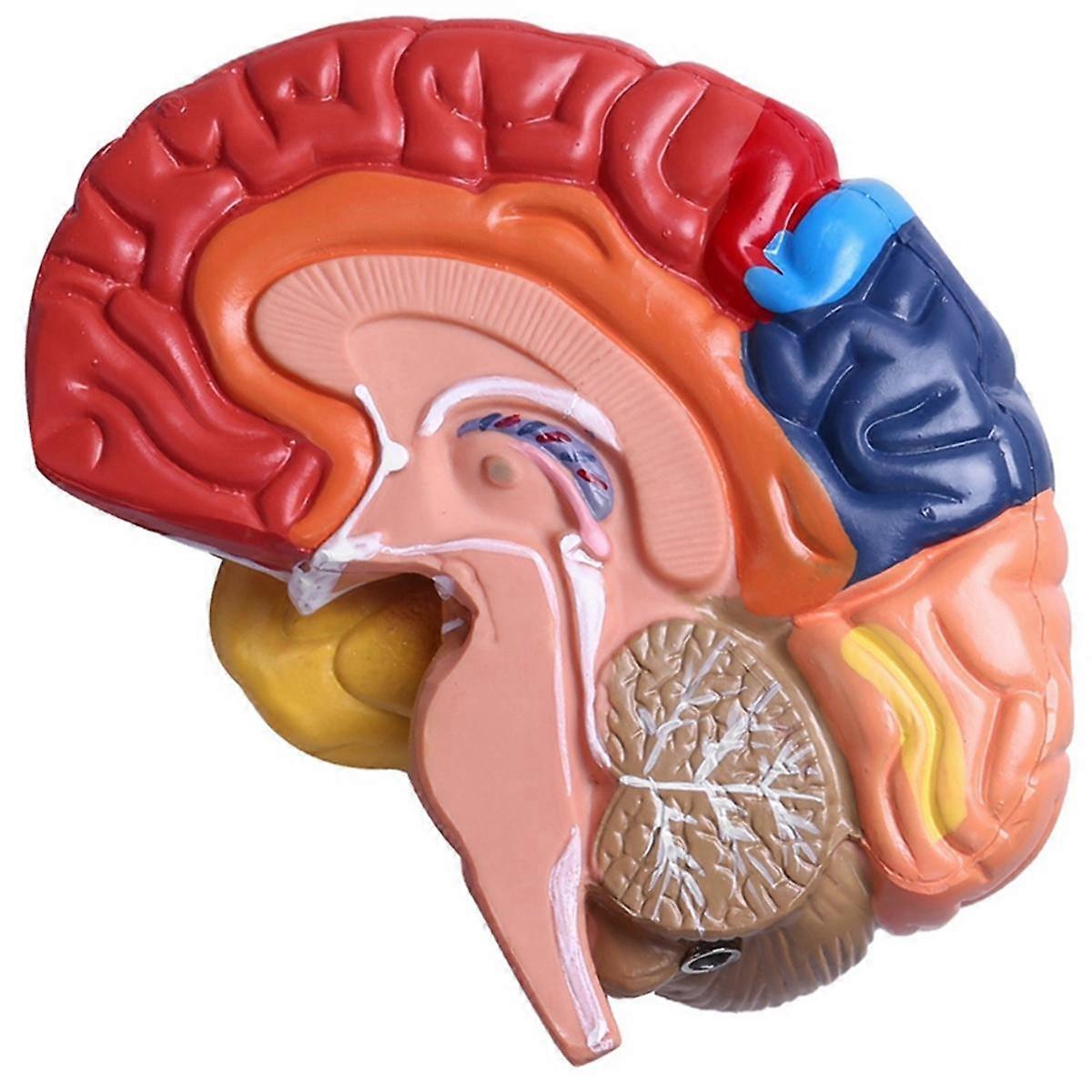 Cerebral Anatomical Model Anatomy 1:1 Half Brain Brainstem Teaching Lab ...