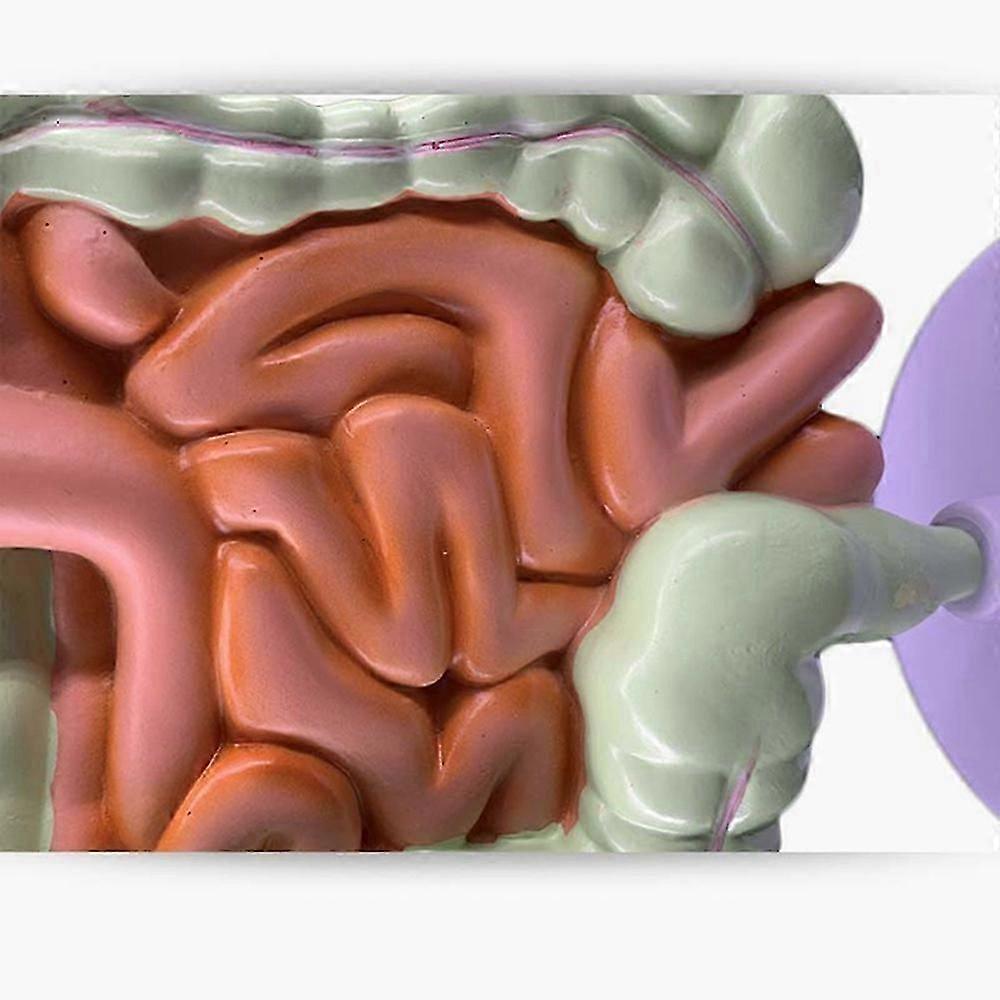 Human Digestive System Model Stomach Anatomy Large Intestine Cecum ...