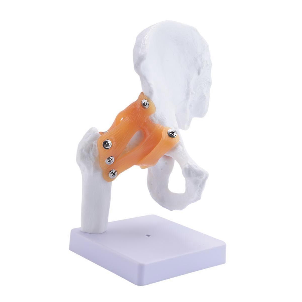 Life Size Anatomical Hip Joint Model Human Skeleton Anatomy Exercise ...