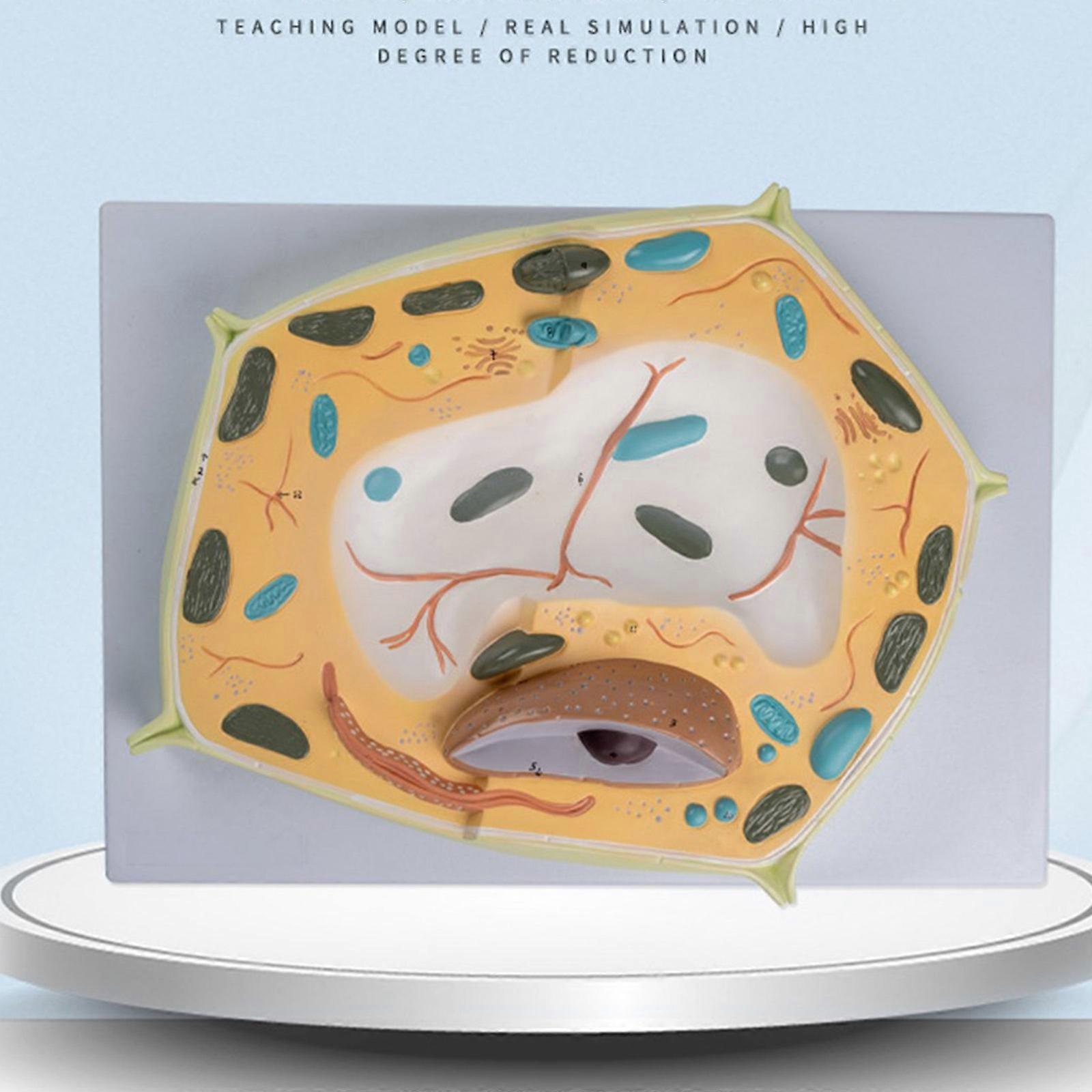 Organ Model Plant Cell Anatomical Anatomy Model Biological Structure ...