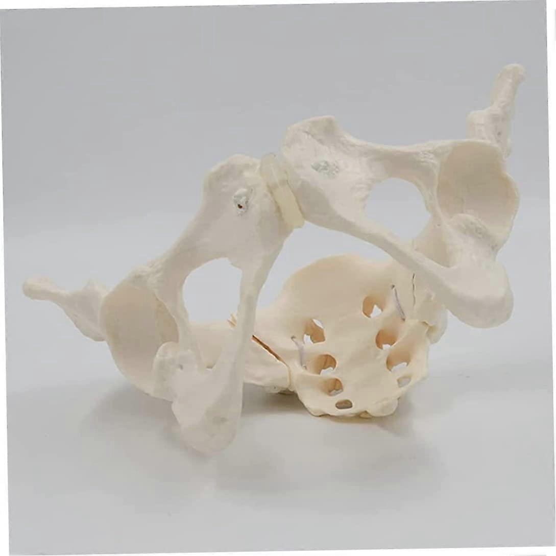 Female Pelvic Model Life-Size Flexible Pelvic Skeleton Model Scientific ...