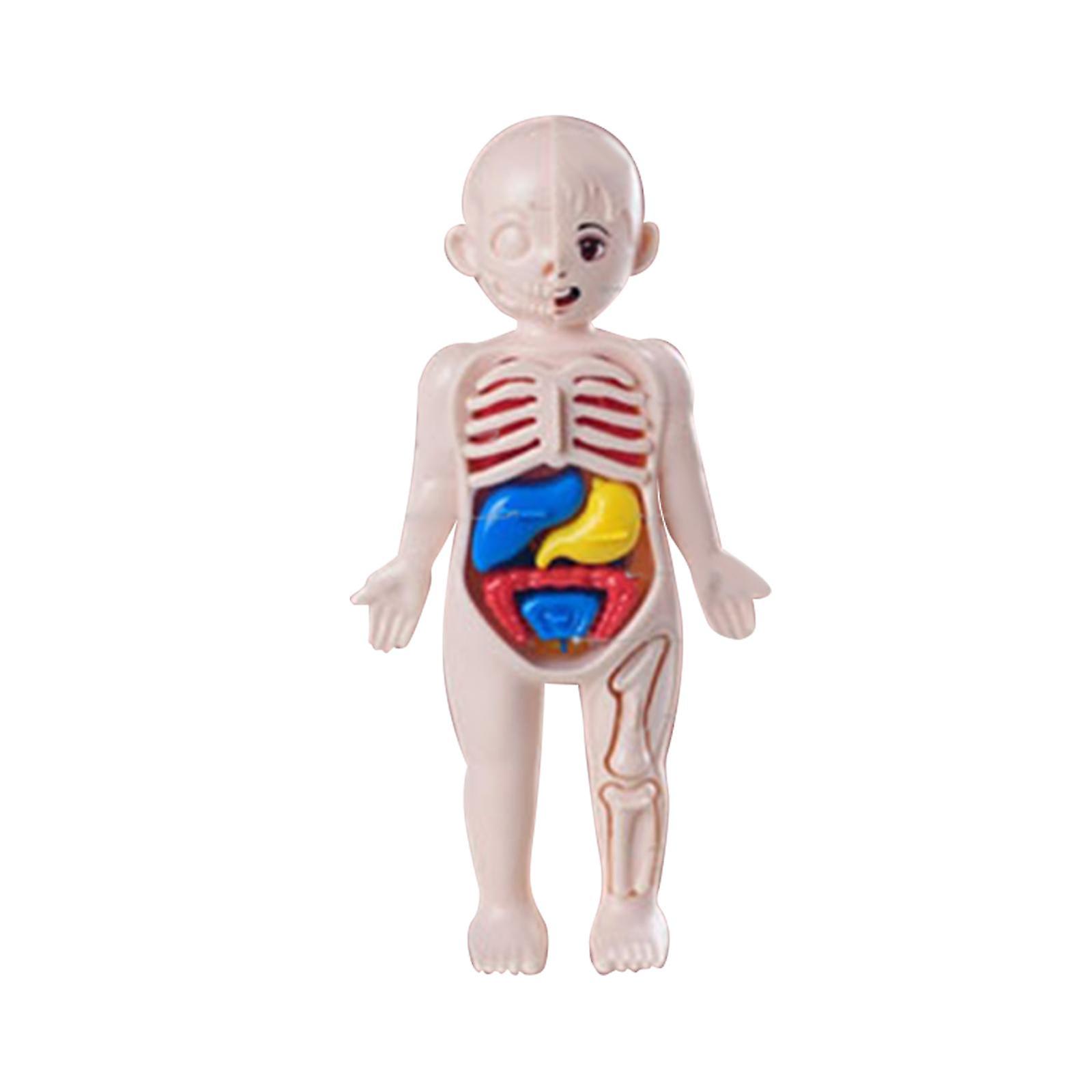 Human Body Toy Teaching Play Set for Preschool Teaching Tool | Fruugo UK